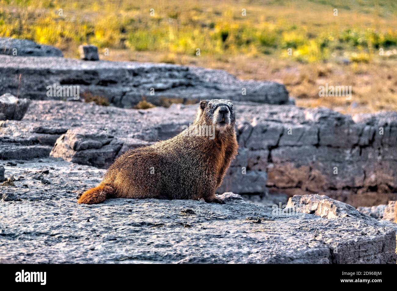 Sunbathing funny hi-res stock photography and images - Alamy