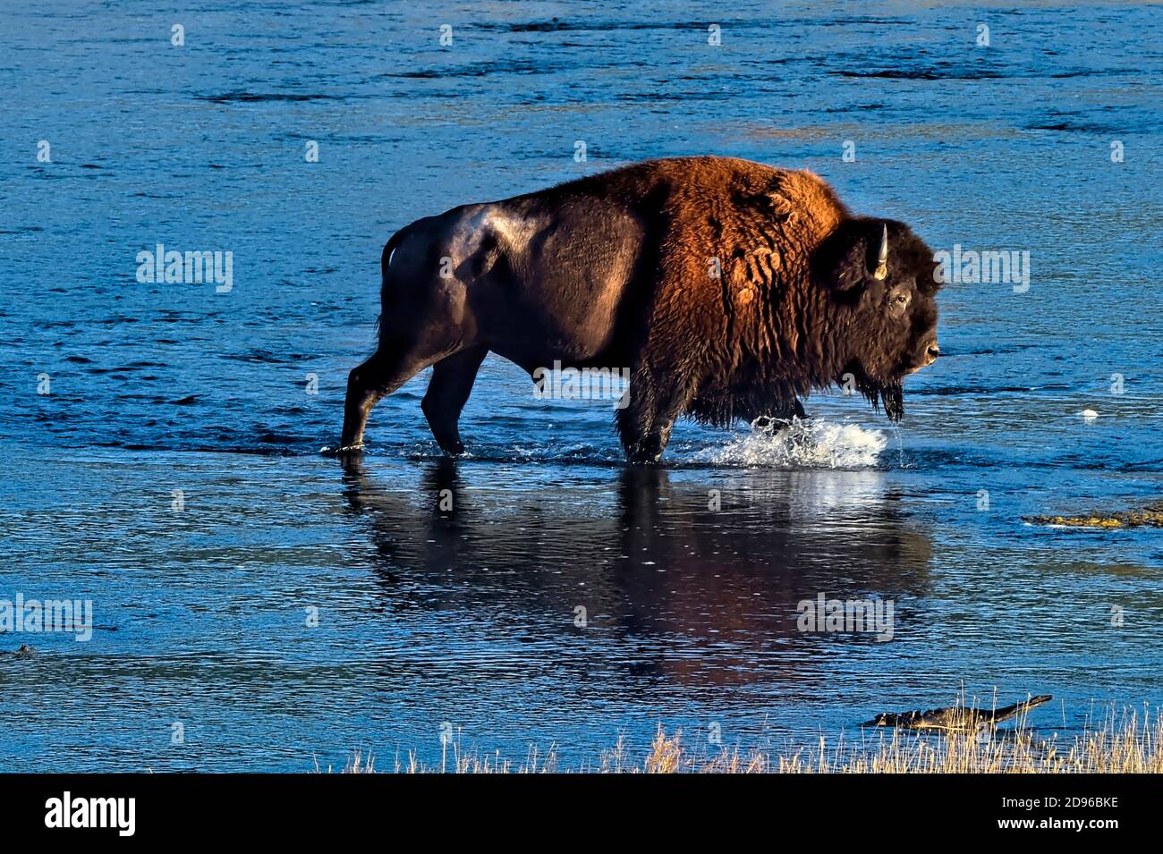 Bison crossing the Yellowstone River, Yellowstone National Park ...