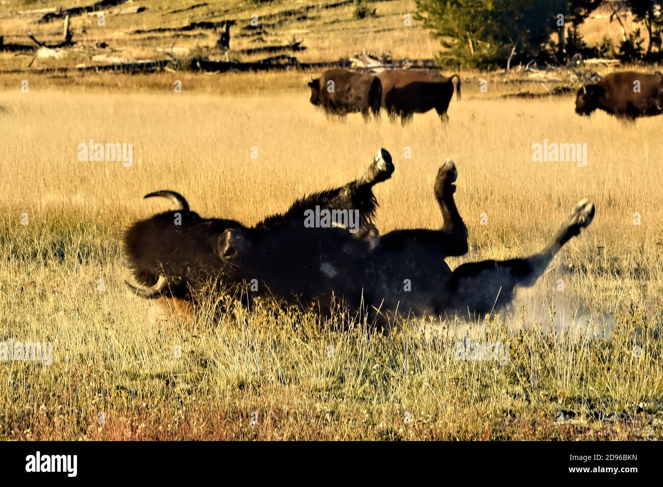 Bison taking a dust bath, Hayden Valley, Yellowstone National Park ...