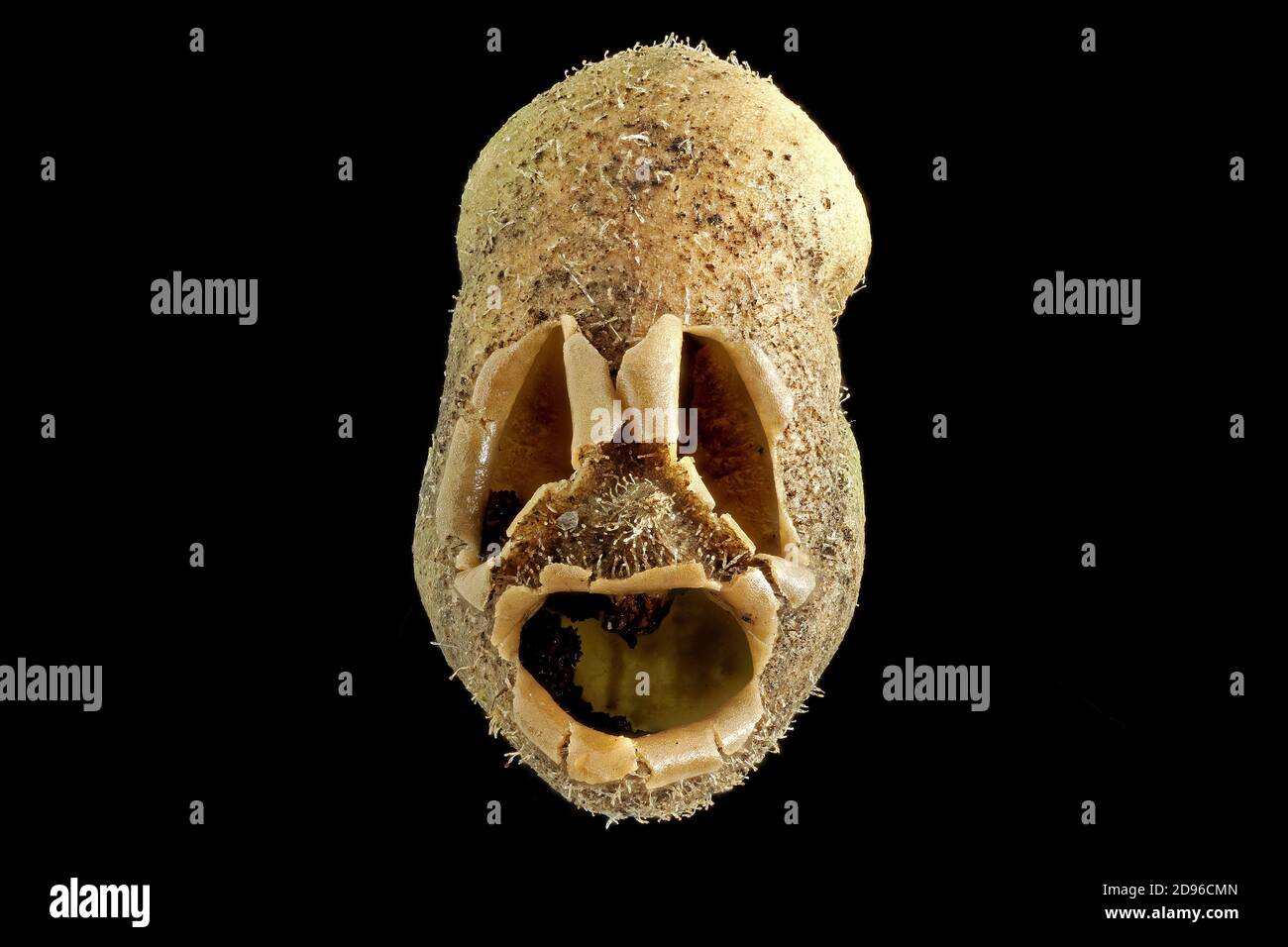 Antirrhinum majus, Snapdragon, Garten-Löwenmaul, close up, fruit Stock ...