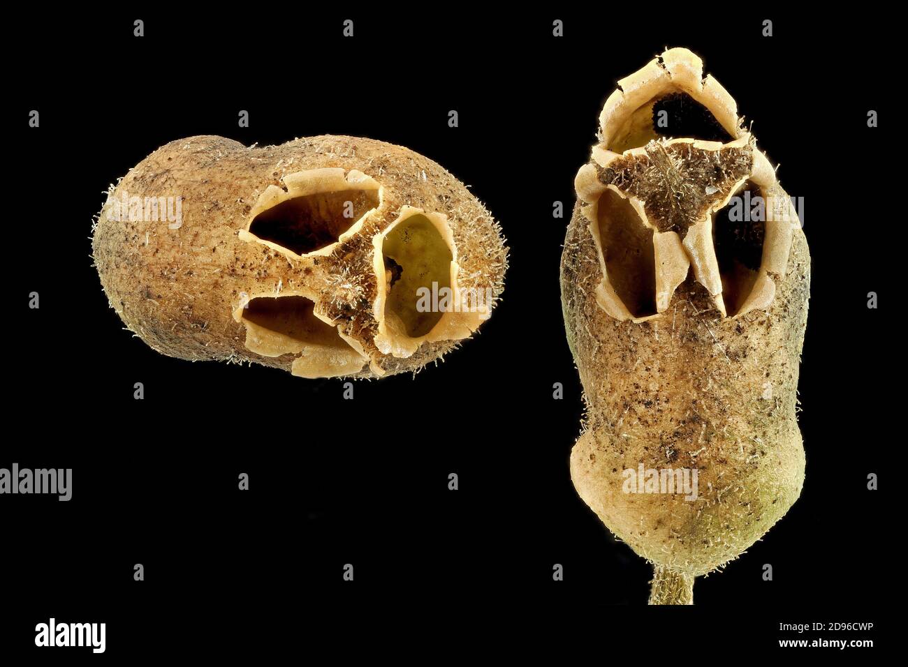 Grosses lowenmaul antirrhinum majus common snapdragon plant hi-res ...