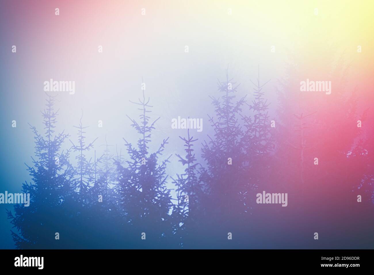 Spruce forest in the multi colored fog background Stock Photo - Alamy