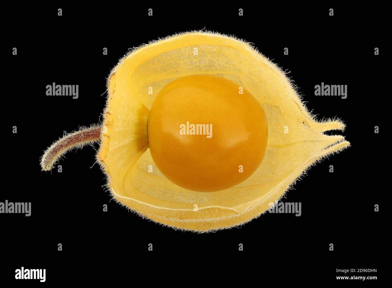 Fruit Calyx High Resolution Stock Photography and Images - Alamy