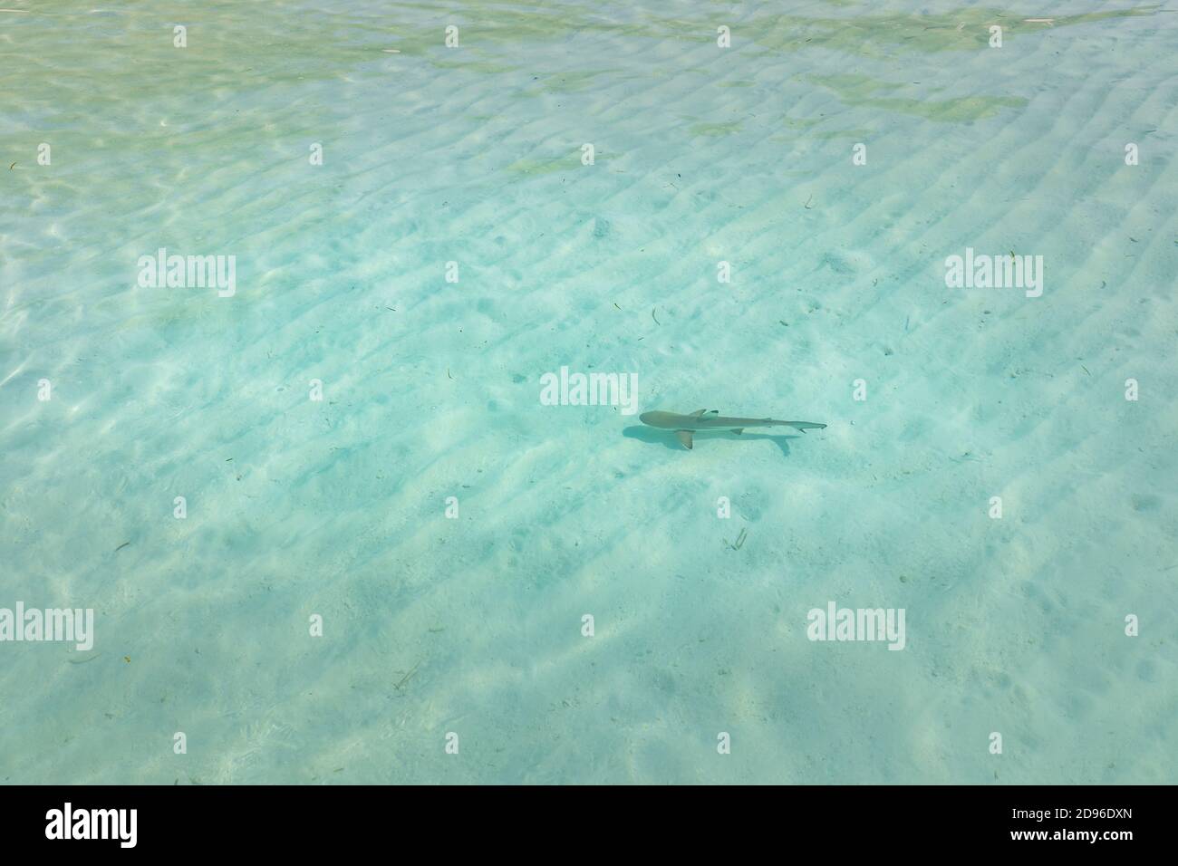 Lagoon life in shallow hi-res stock photography and images - Alamy