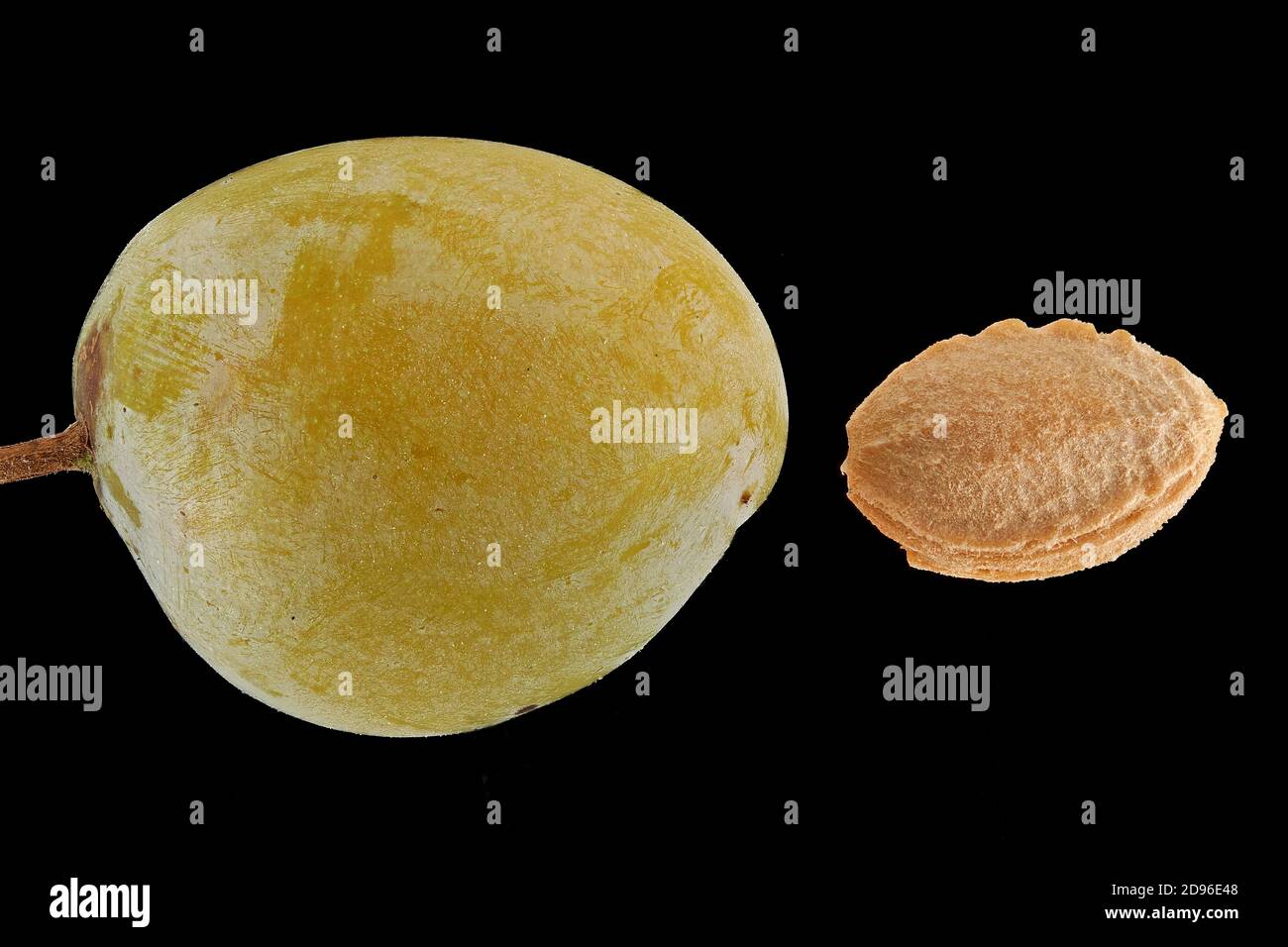 Prunus Domestica Seed High Resolution Stock Photography and Images - Alamy