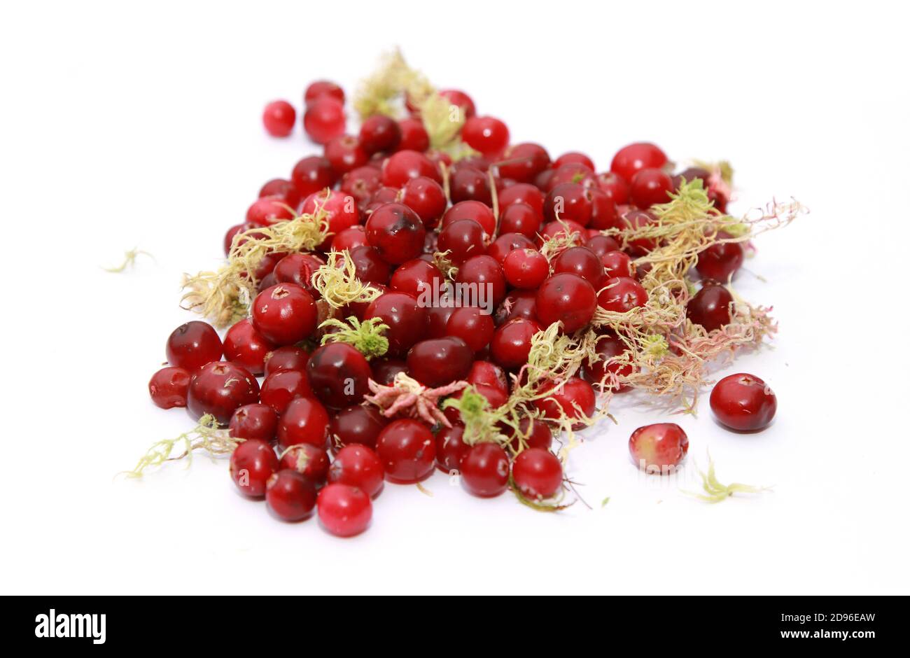 Closeup shot of fresh red cranberries isolated on a white background ...