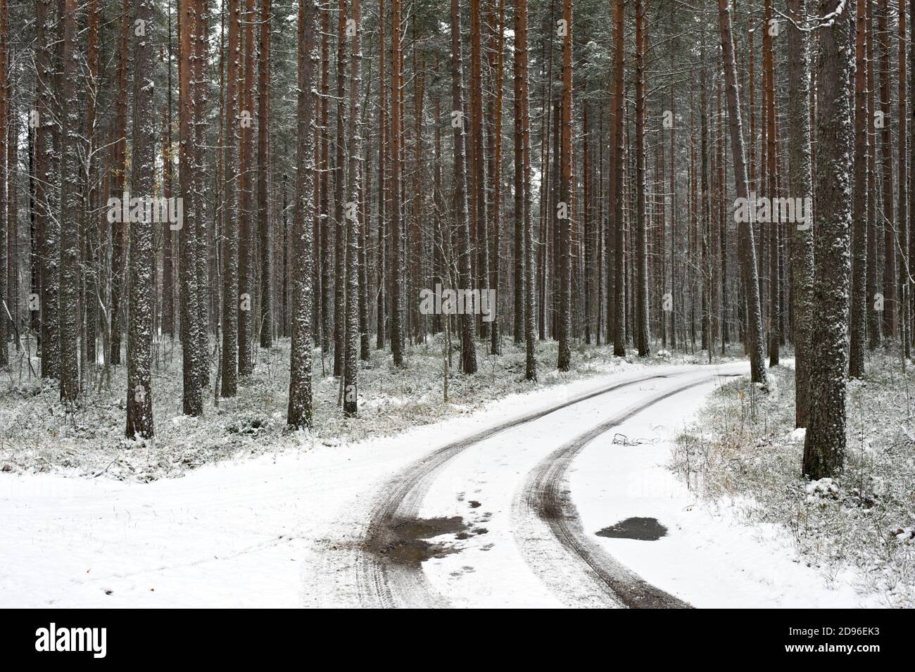 Dirt track through forest hi-res stock photography and images - Alamy