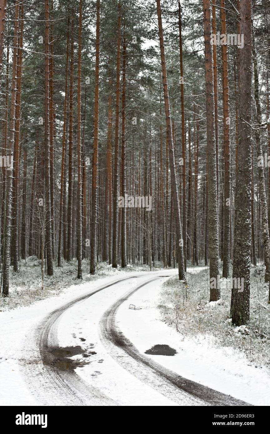 Dirt road running through a pine forest in early winter Stock Photo - Alamy