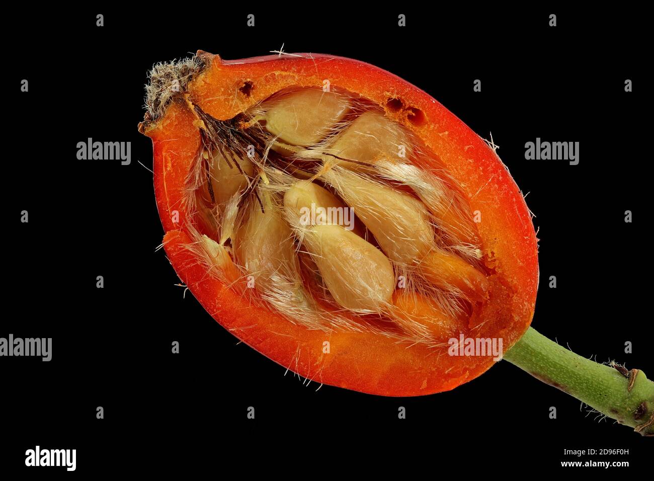 Rosa canina, Dog rose, Rose hip, Hundsrose, Hagebutte, close up, fruit ...
