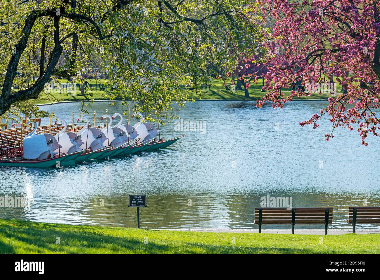 Morning photograph of the swan boats in the pond at the Boston Public ...