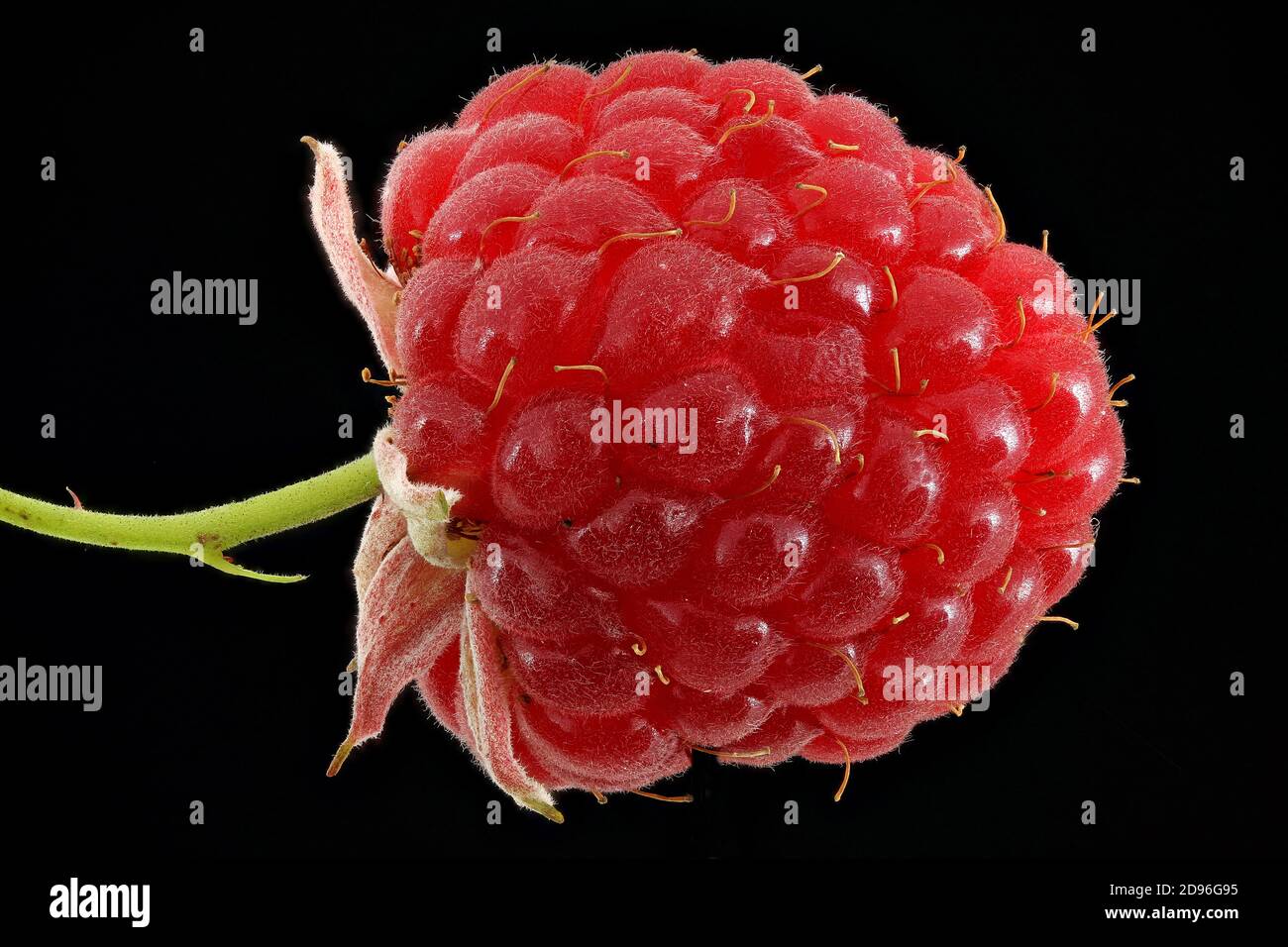 Rubus idaeus raspberry plant hi-res stock photography and images - Alamy