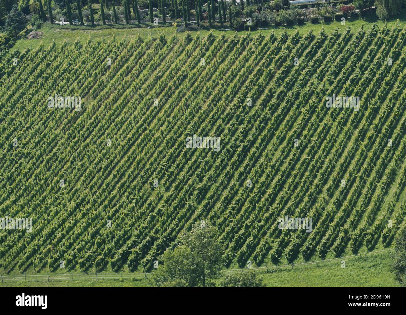 Tractor use in wine growing, machine in viticulture and agriculture ...