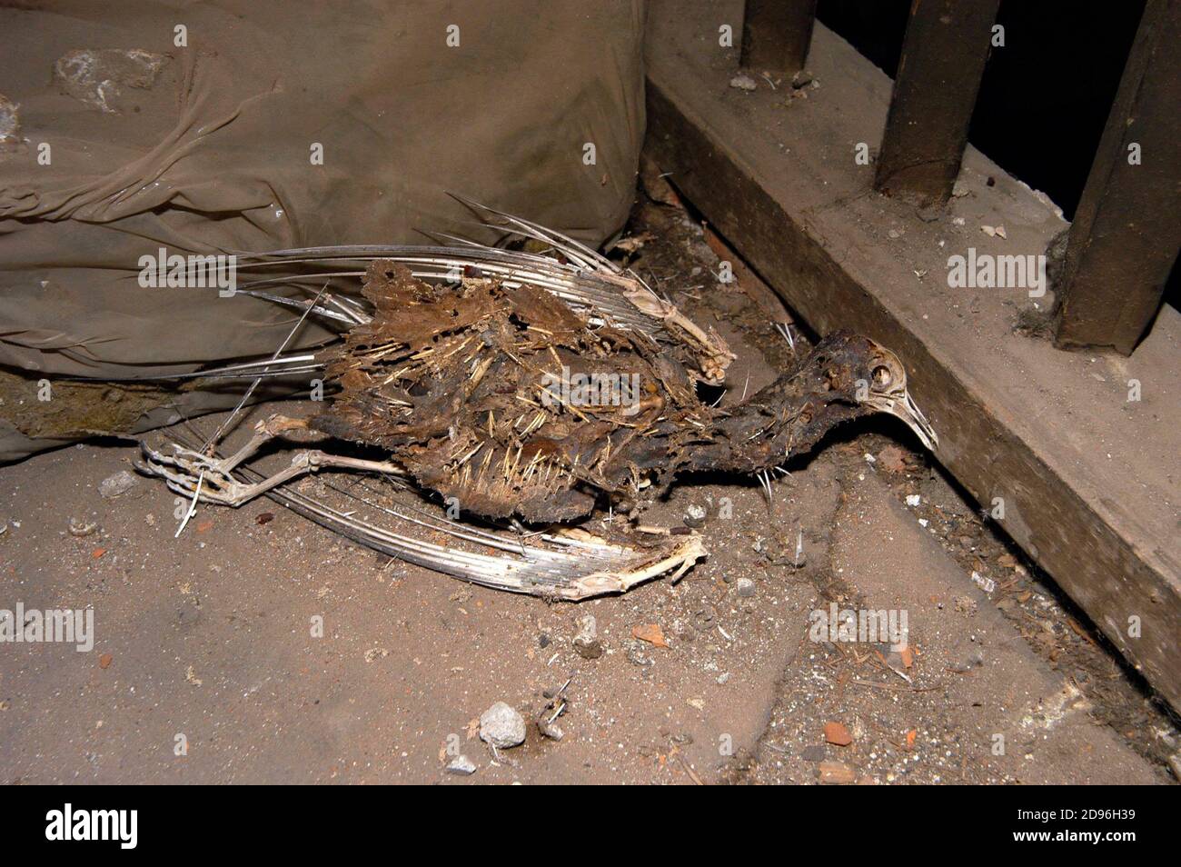 animal carcass of a pigeon, a dead pigeon or dove Stock Photo - Alamy