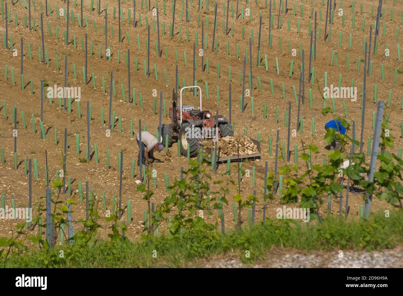 Tractor use in wine growing, machine in viticulture and agriculture ...