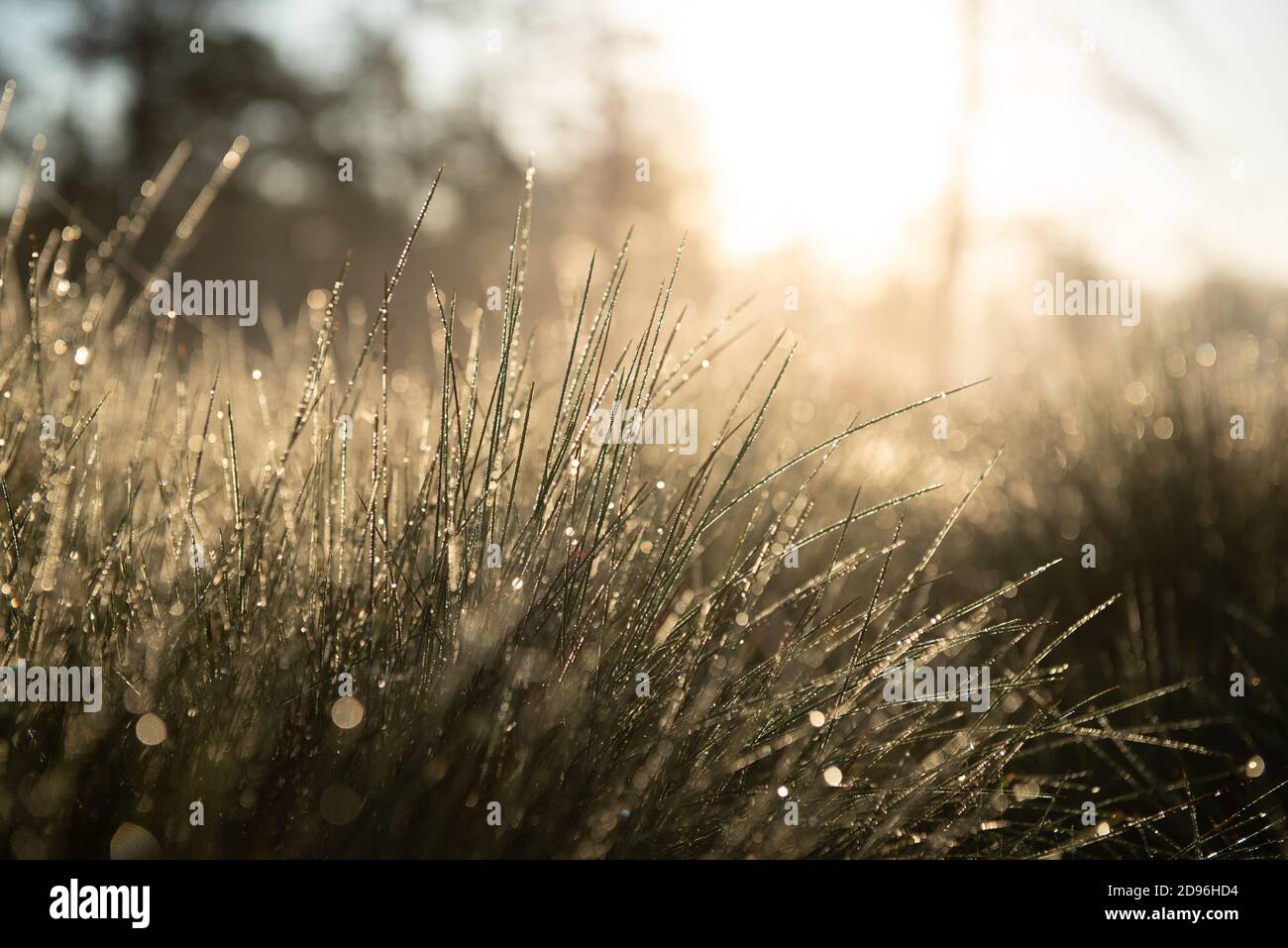 A sunny morning breeze and grass with little sparkling water droplets ...