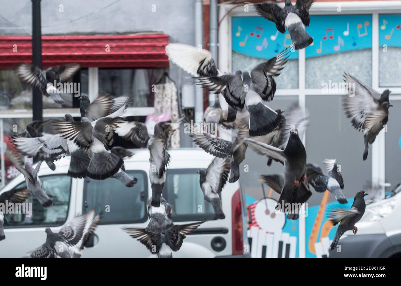 pigeon or dove, a flying feathered animal in the city Stock Photo - Alamy