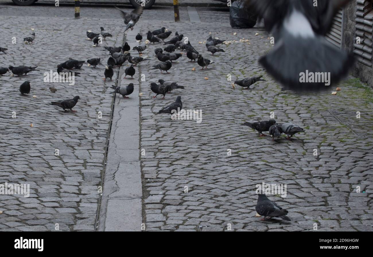 pigeon or dove, a flying feathered animal in the city Stock Photo - Alamy