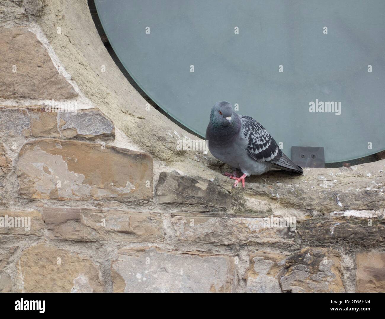 pigeon or dove, a flying feathered animal in the city Stock Photo - Alamy