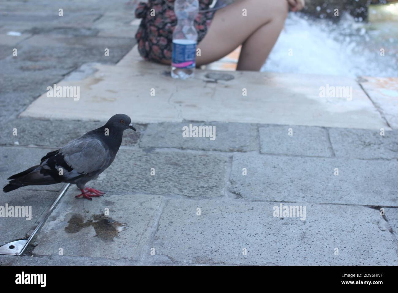 pigeon or dove, a flying feathered animal in the city Stock Photo - Alamy