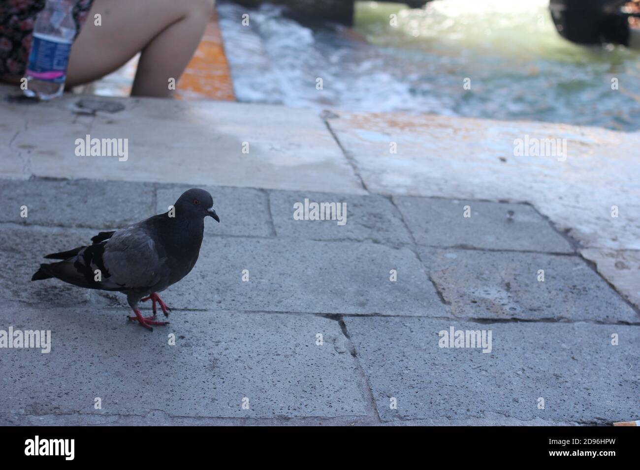 pigeon or dove, a flying feathered animal in the city Stock Photo - Alamy