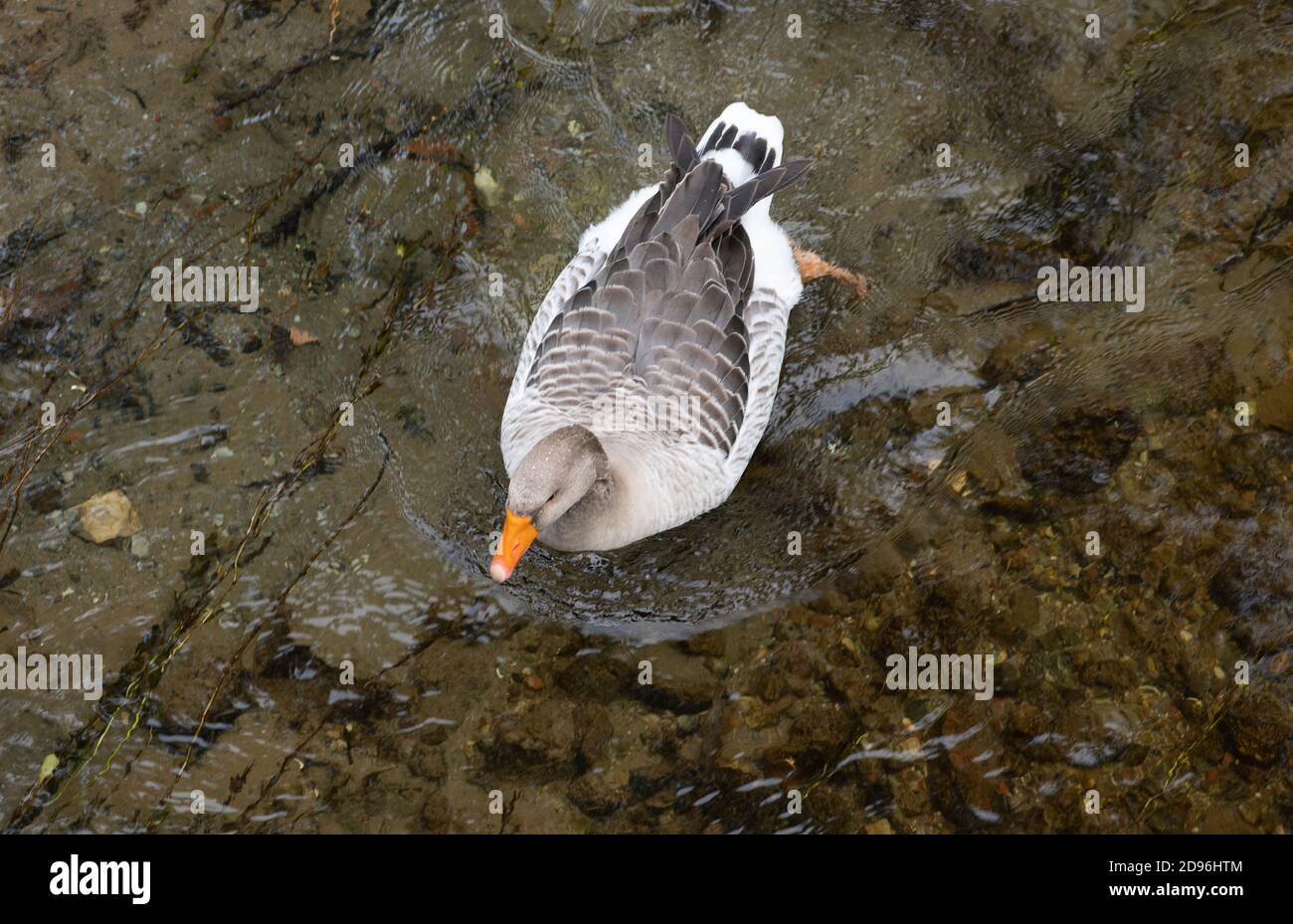 Domestic geese floating in the river in autumn foliage and bottom of ...