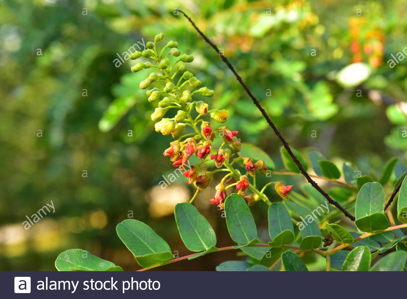 Caesalpinia High Resolution Stock Photography and Images - Alamy