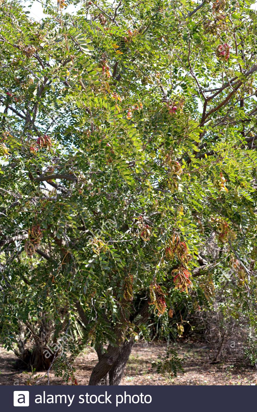 Caesalpinia High Resolution Stock Photography and Images - Alamy