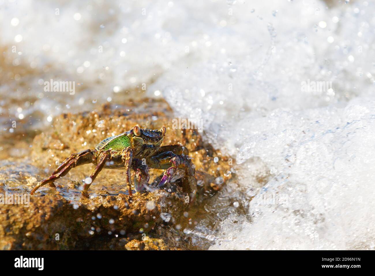 Green rock crab close up front view. Great Barrier Reef, Queensland ...