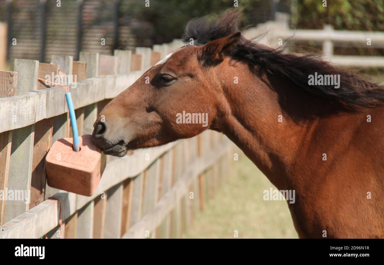 A Horse Nibbling from a Mineral Lick Feeding Block Stock Photo - Alamy