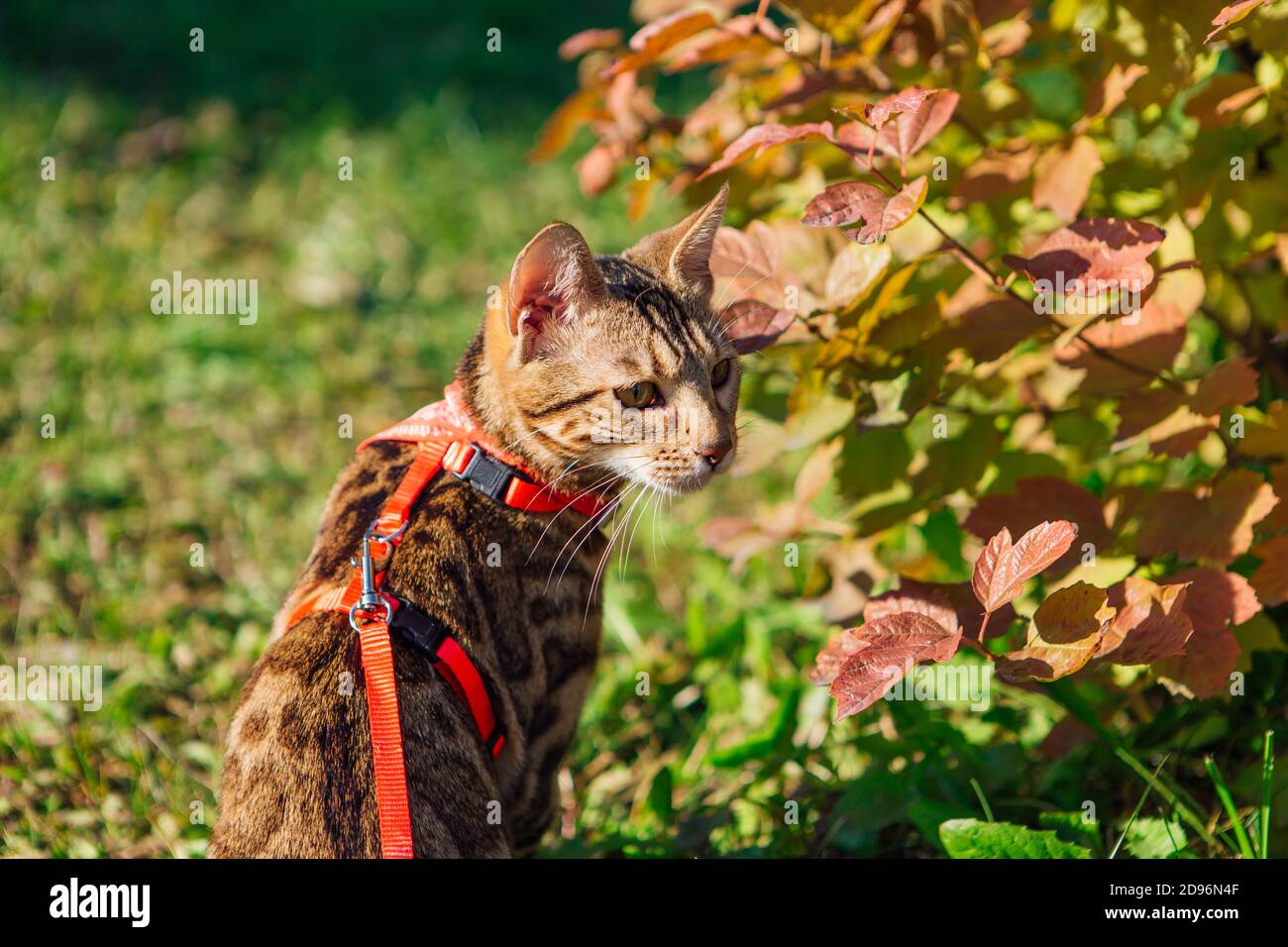 Cute little bengal kitty cat walking outdoors close to the maple tree ...
