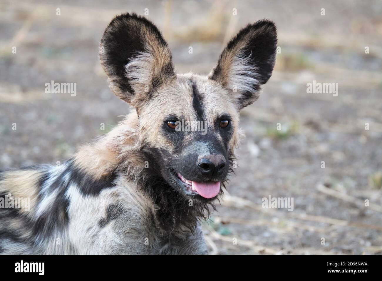 Dog face front hi-res stock photography and images - Alamy