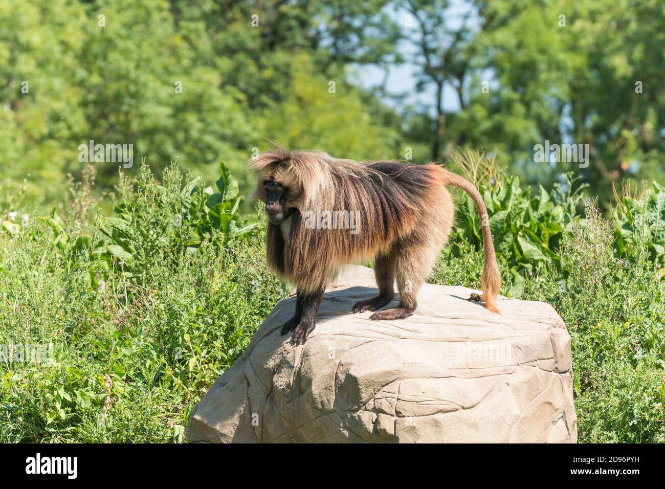 Long haired monkey hi-res stock photography and images - Alamy