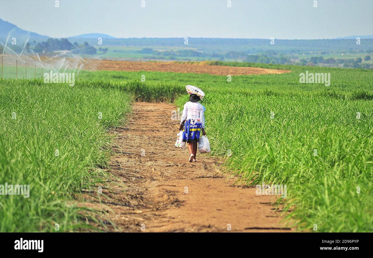 A woman carrying grcoeries heads home through a sugar cane field in the ...