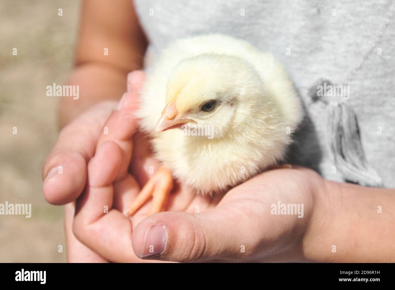 Child chick baby hi-res stock photography and images - Alamy