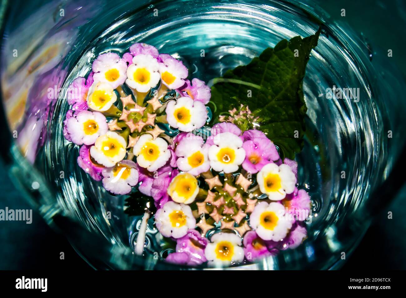 Flowers Floating in Glass of Water Stock Photo - Alamy