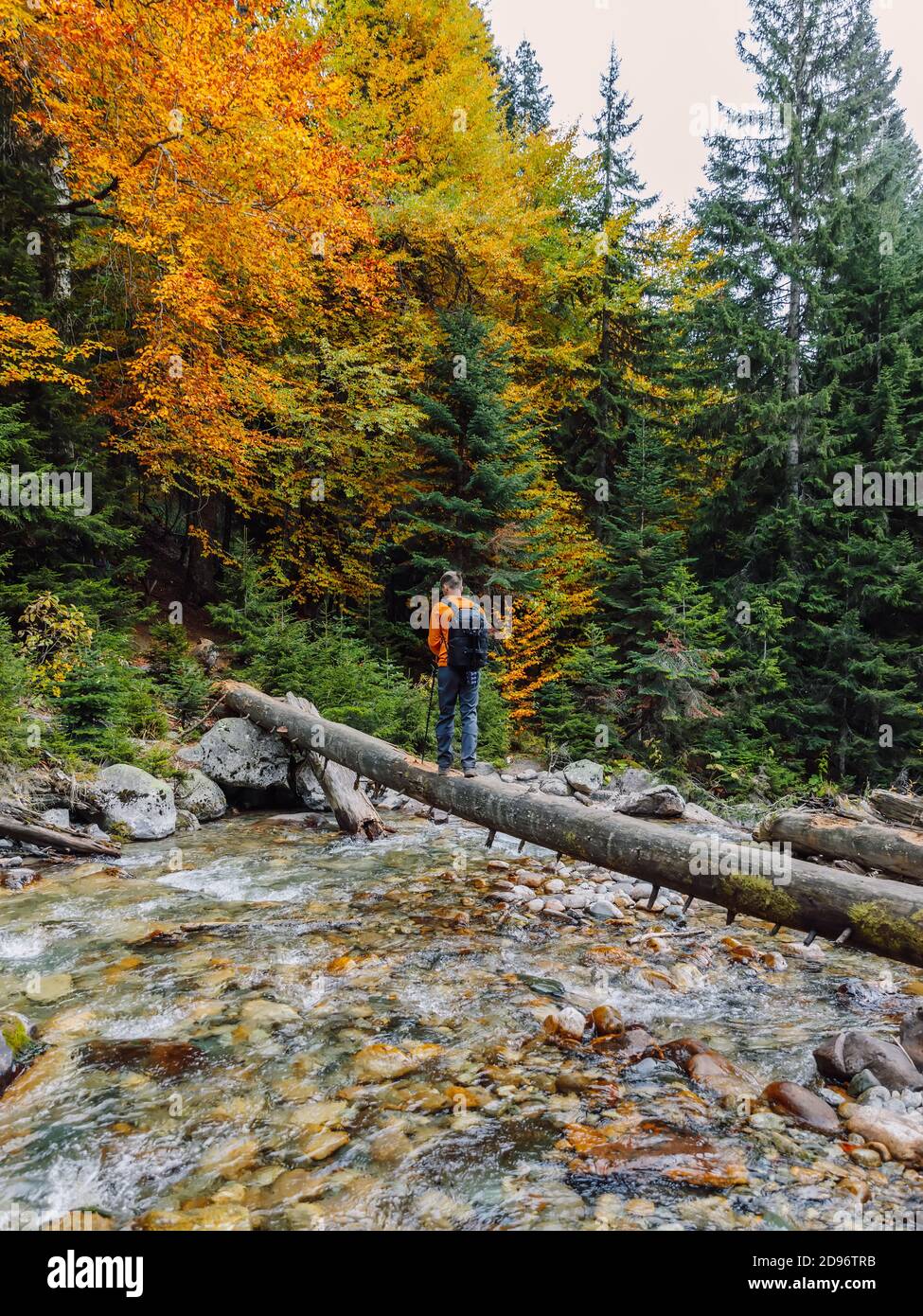 Hiker man on a log over the river in autumnal mountains. Mountain river ...