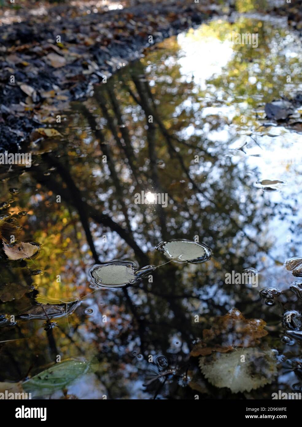 Puddle environment hi-res stock photography and images - Alamy