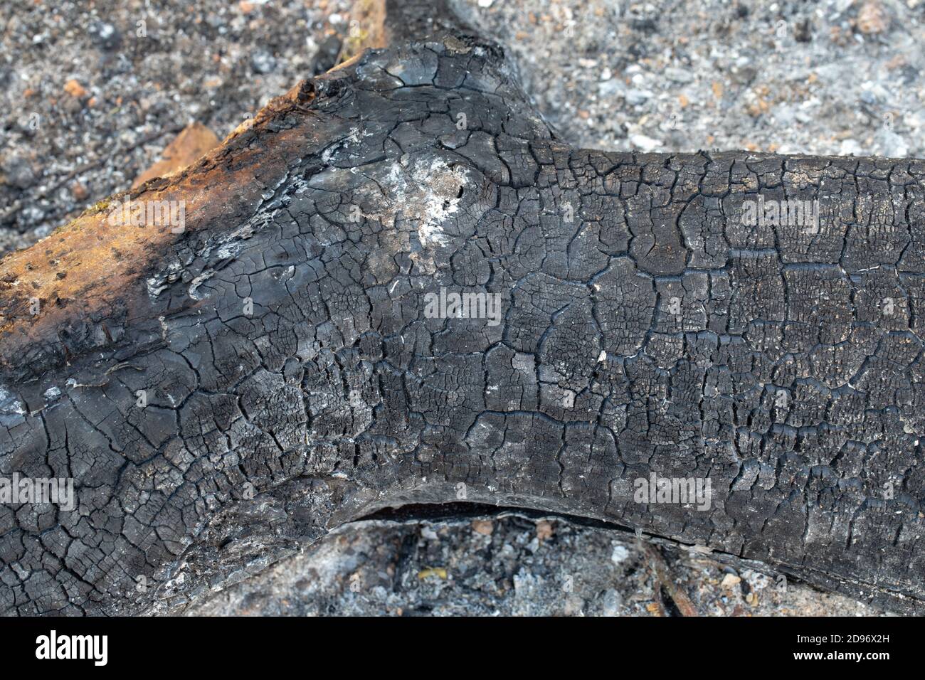 Charred remains of a log from a burnt out garden bonfire.Burnt wood ...