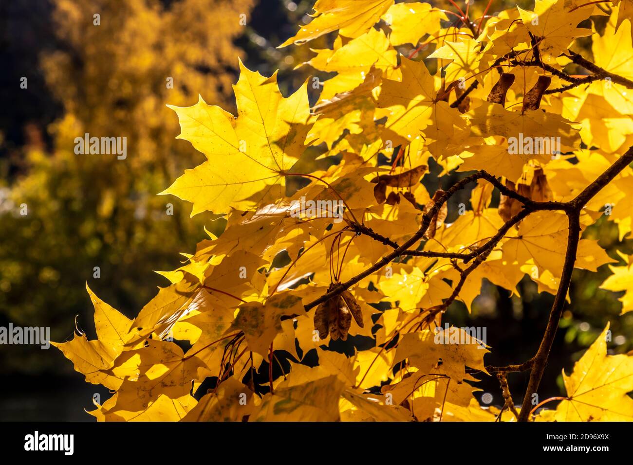 Fall foliage pasture maple trees hi-res stock photography and images ...