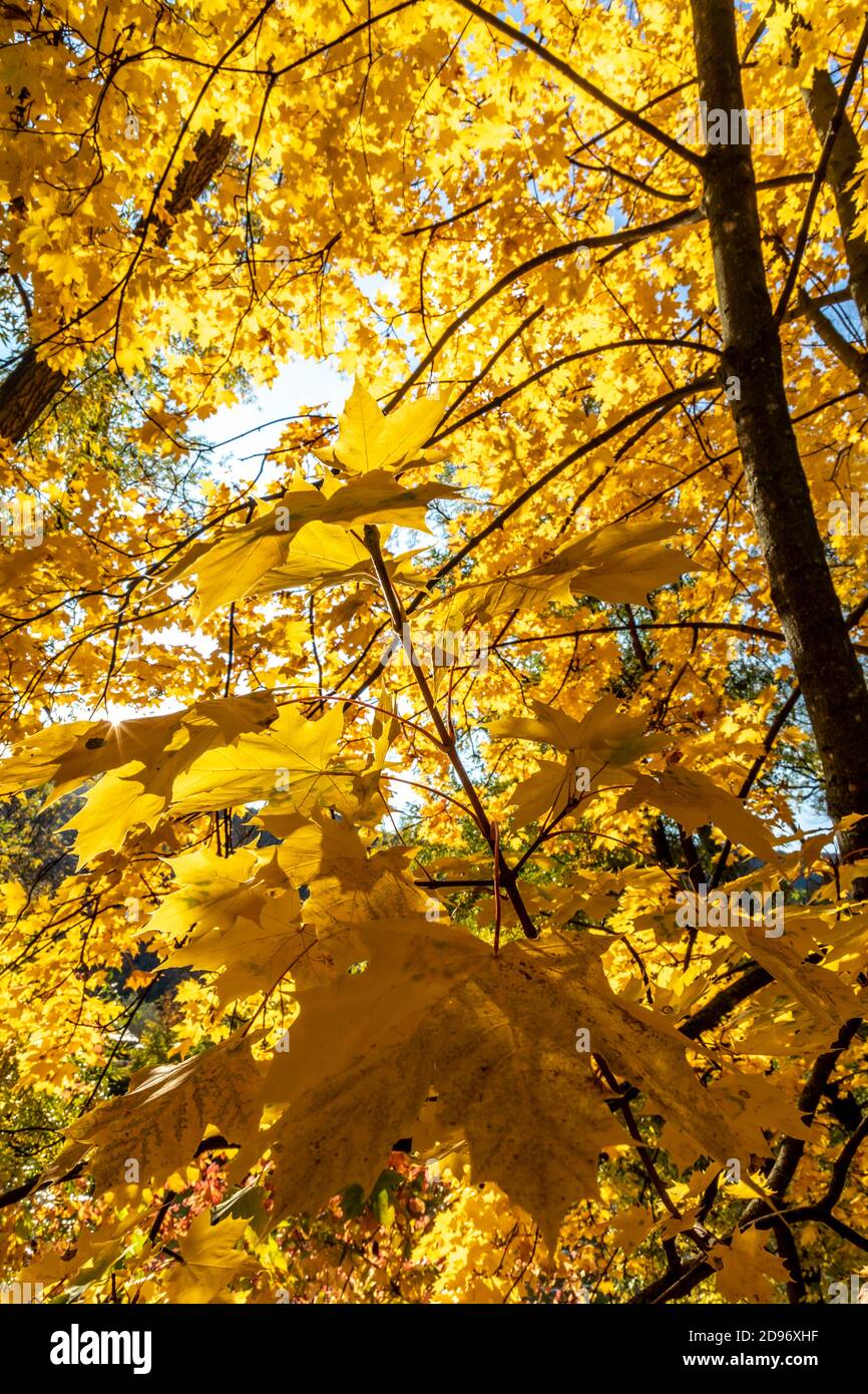Maple trees scenery hi-res stock photography and images - Alamy