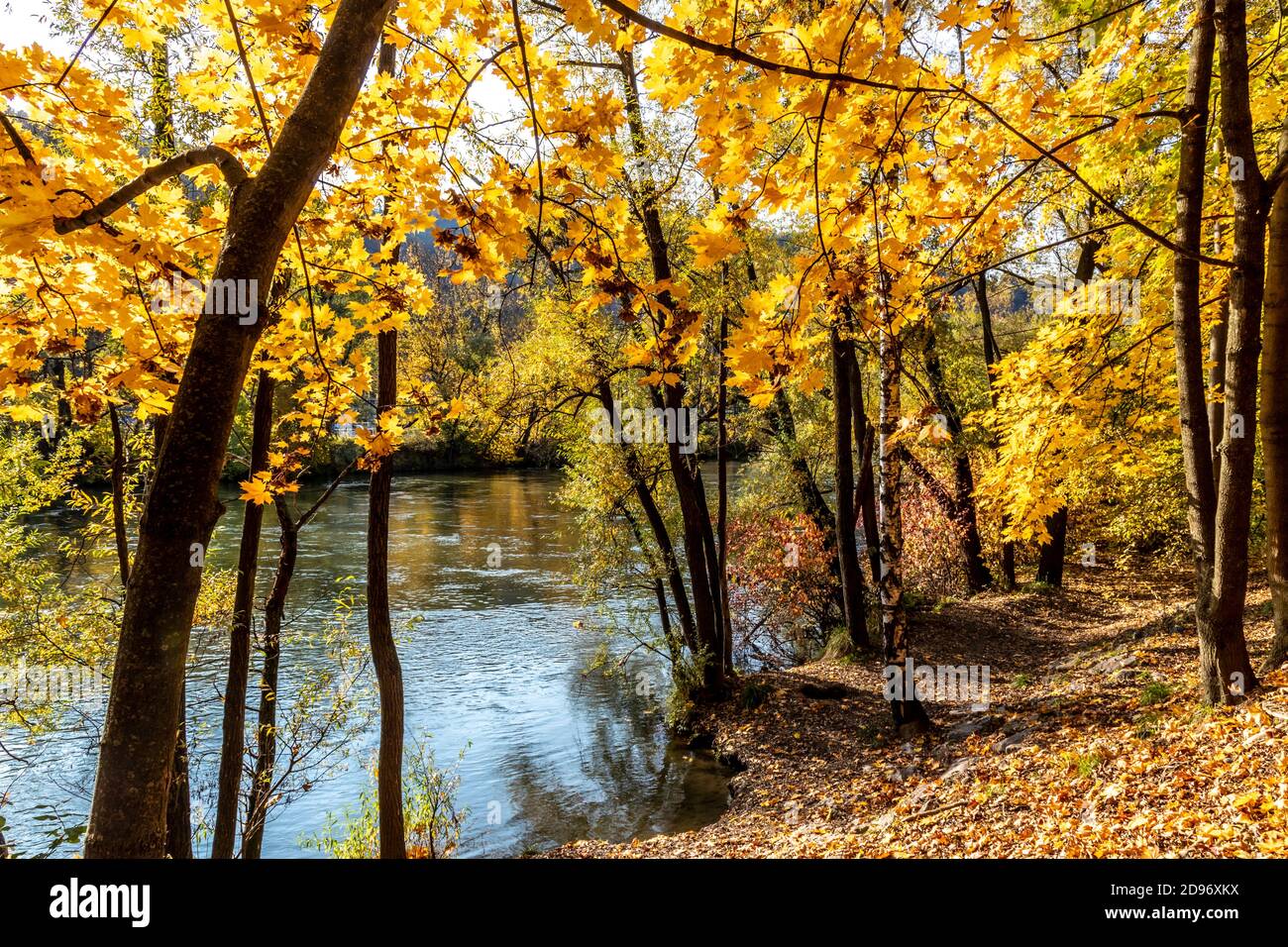 Maple trees scenery hi-res stock photography and images - Alamy