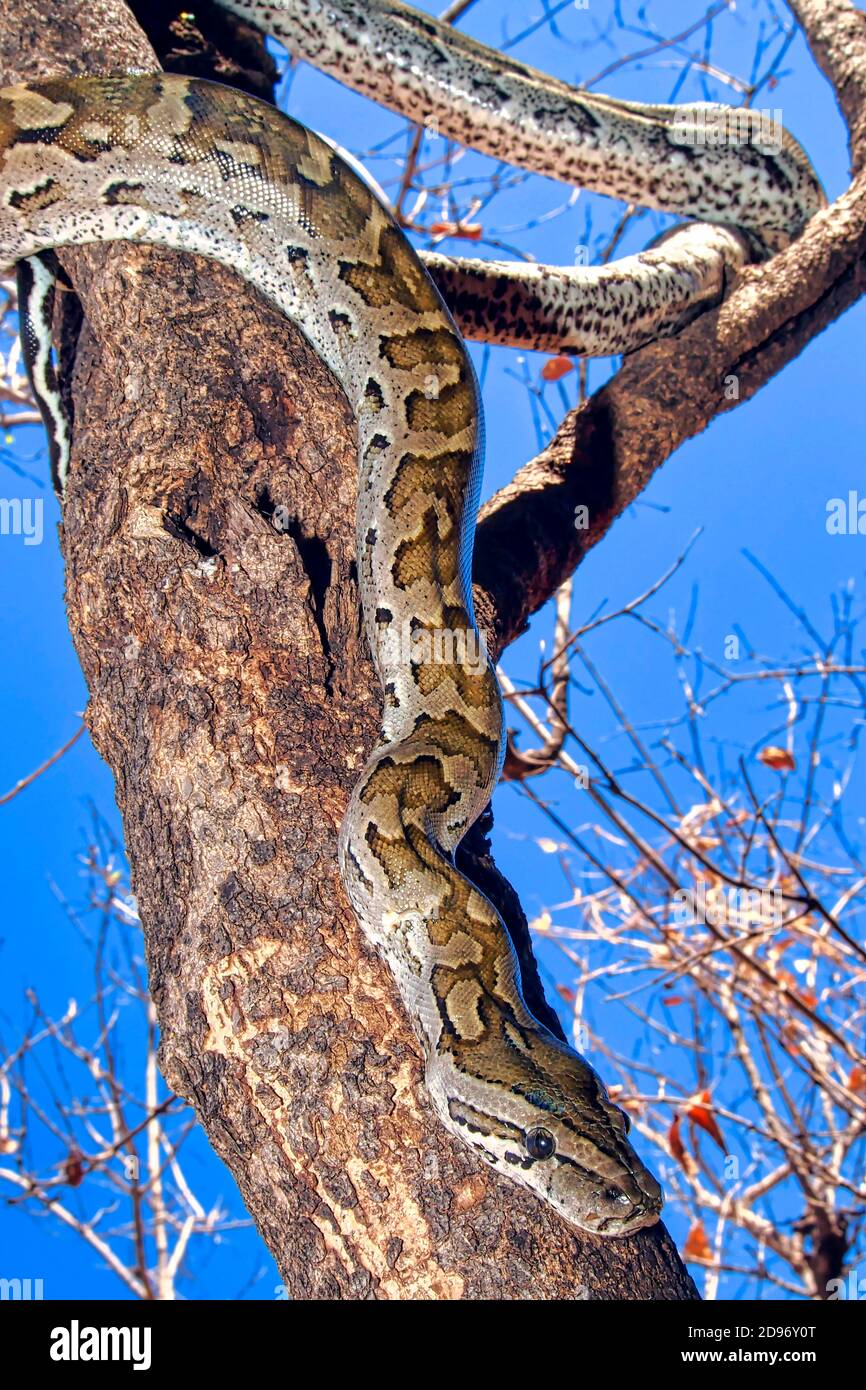 The african beauty snake hi-res stock photography and images - Alamy