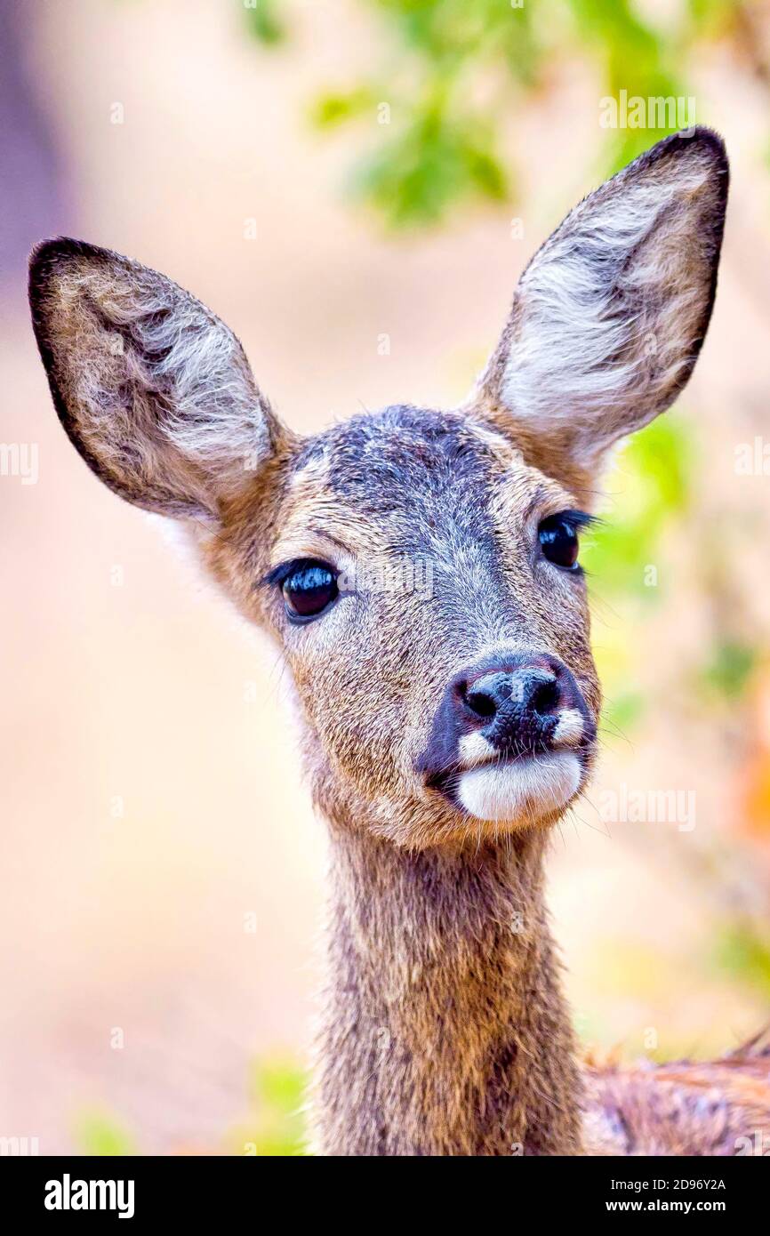 European Roe Deer, Capreolus capreolus, Mediterranean Forest, Castilla ...
