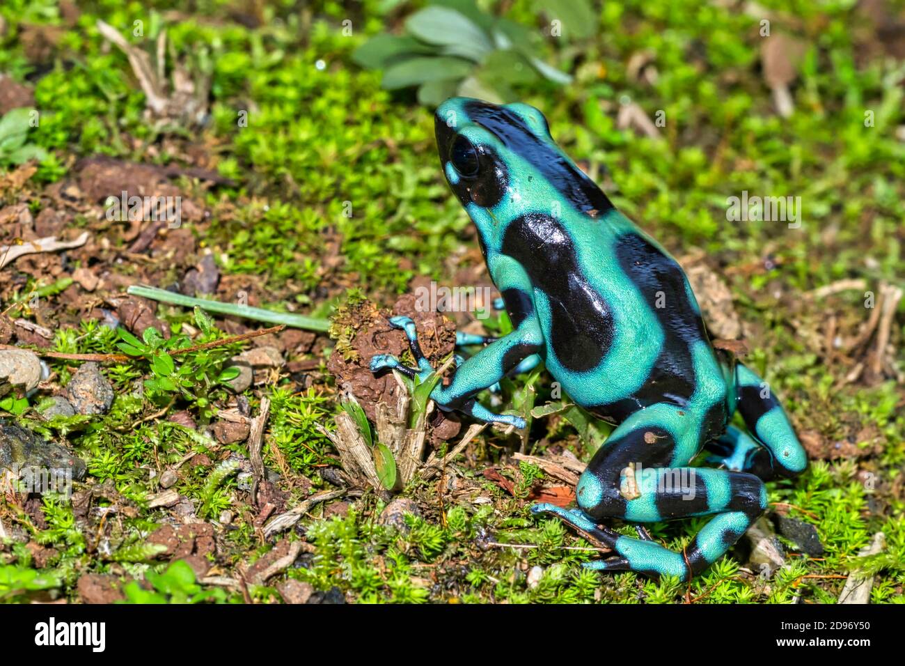 Tropical Rainforest Poison Dart Frog