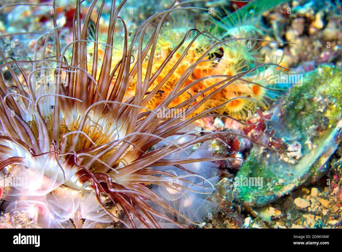 Tube-dwelling Anemone, Ceriantharia, Cerianthus membranaceus, Cabo Cope ...