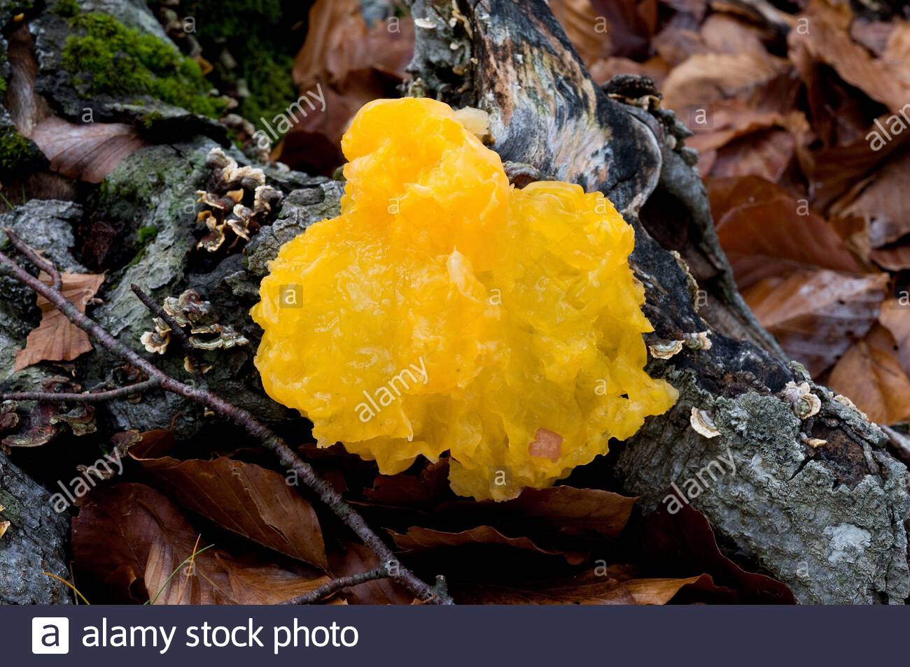 Tremella High Resolution Stock Photography and Images - Alamy