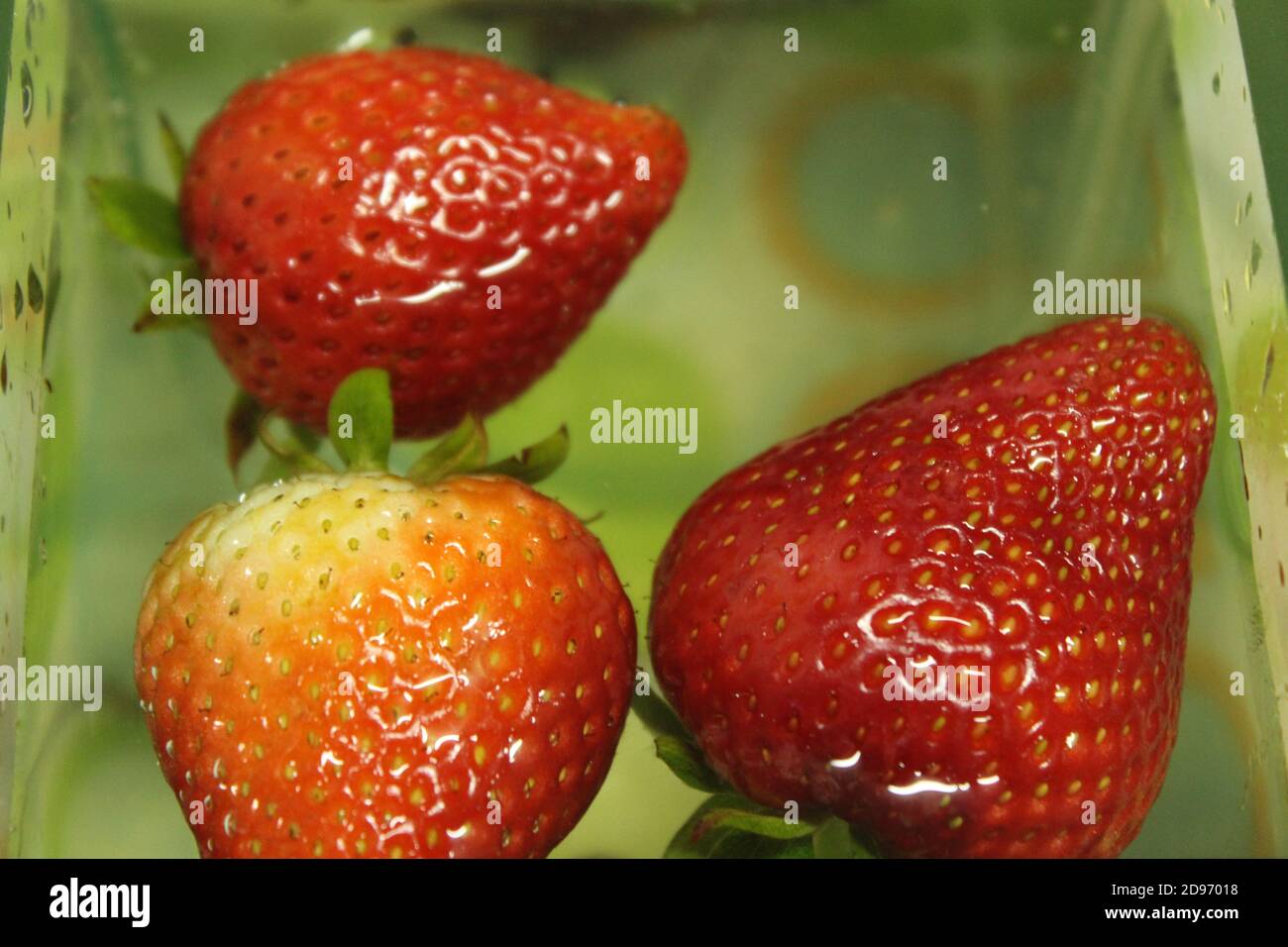 Strawberries in water Stock Photo - Alamy