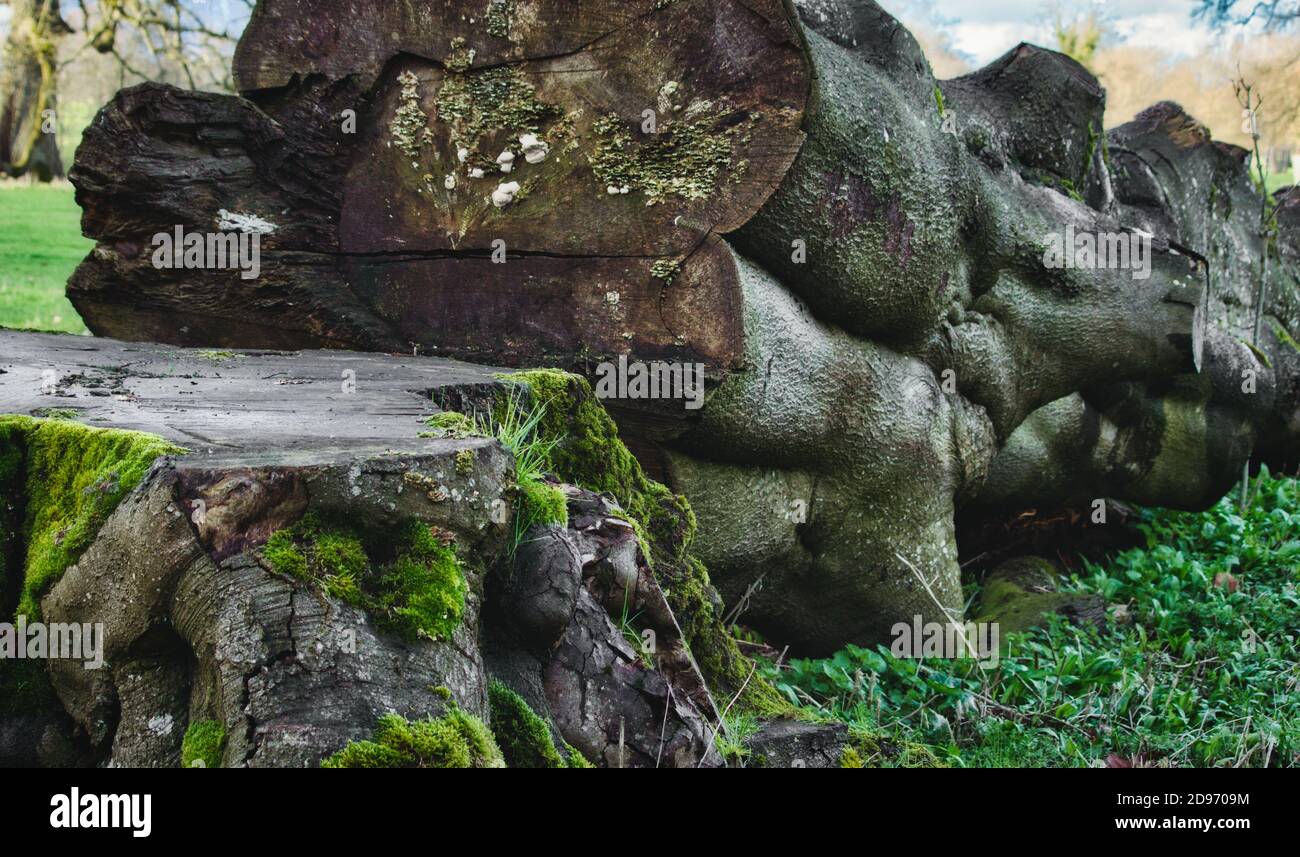 Old fallen tree in the forest with thick stump and green moss Stock ...
