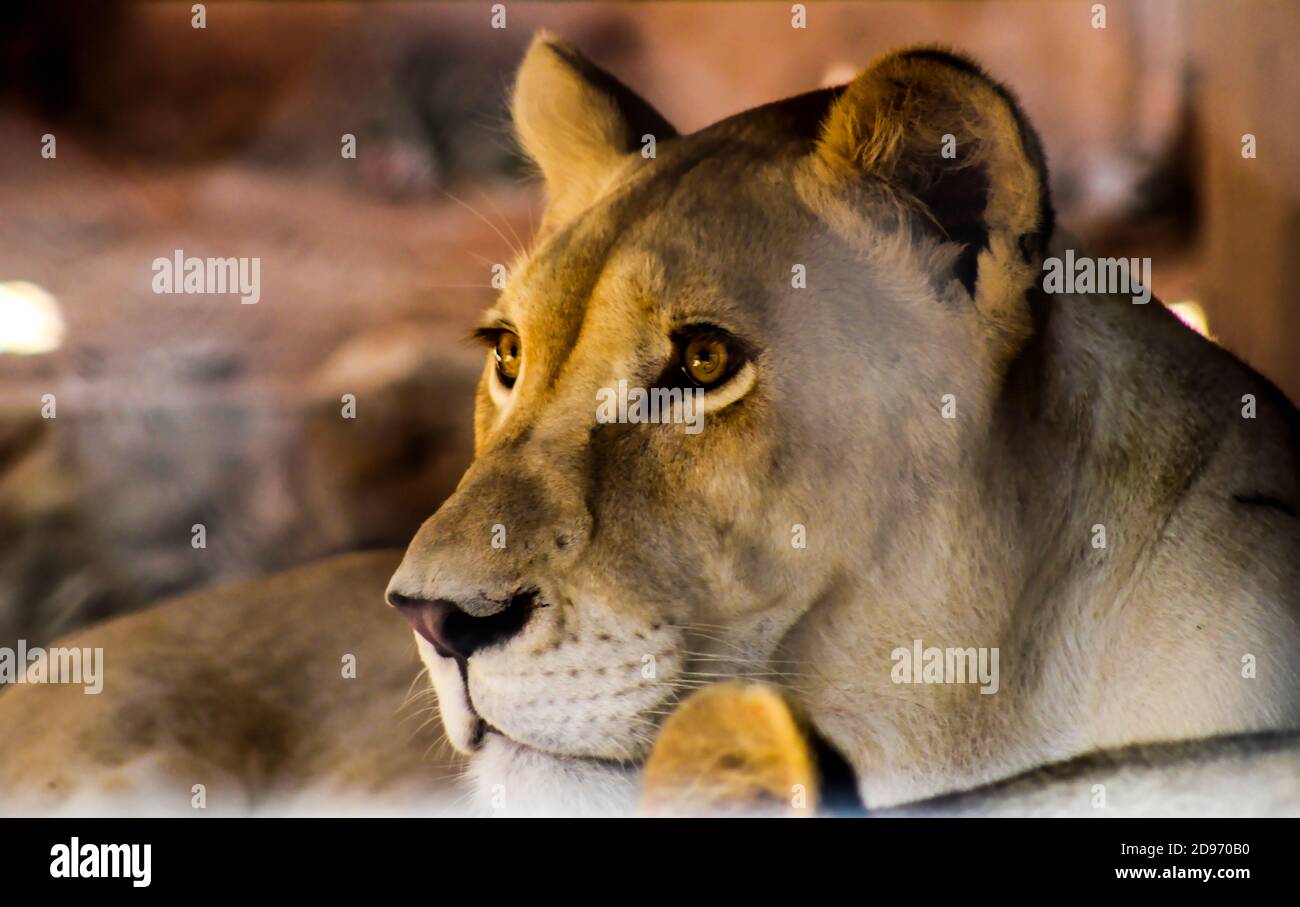 Stare of A Lioness Stock Photo - Alamy