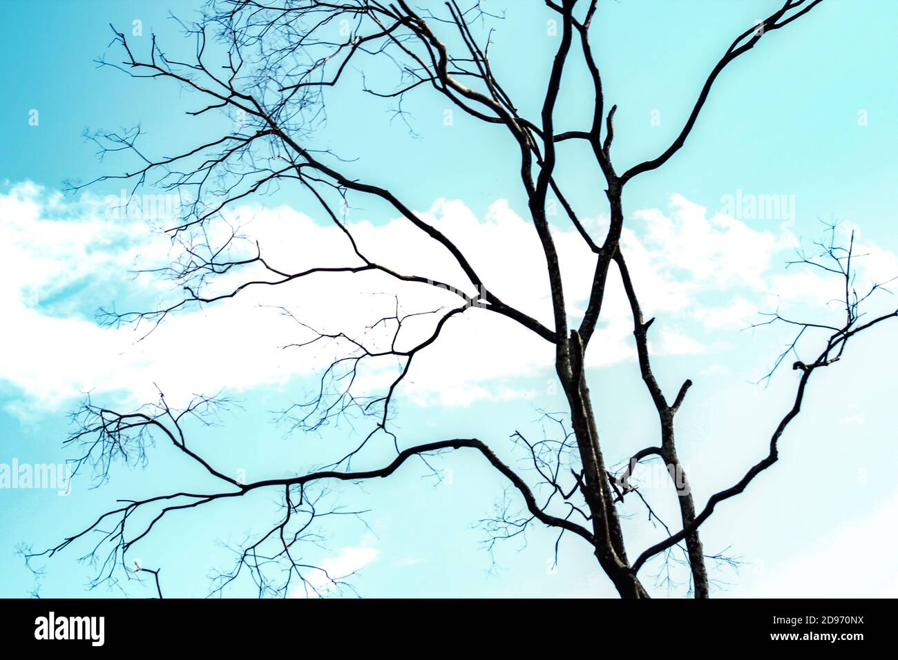 Tree In The Sky Stock Photo - Alamy